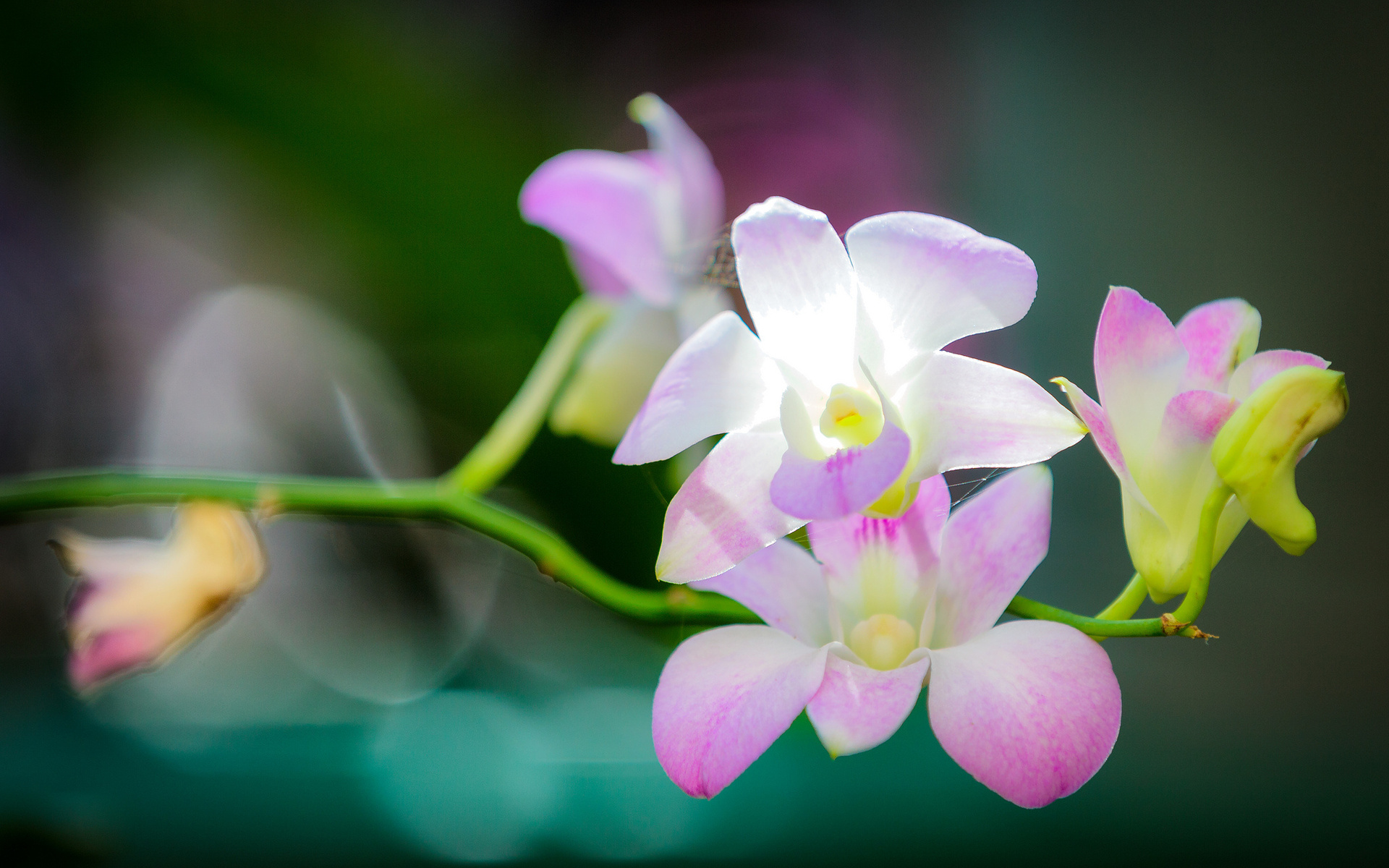 Download Nature Orchid HD Wallpaper