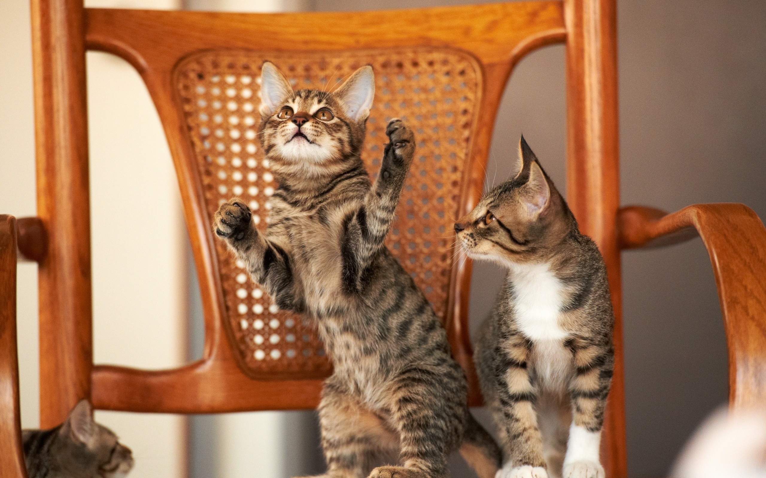 Playful Kittens HD: Charming Feline Moments in Perfect Clarity