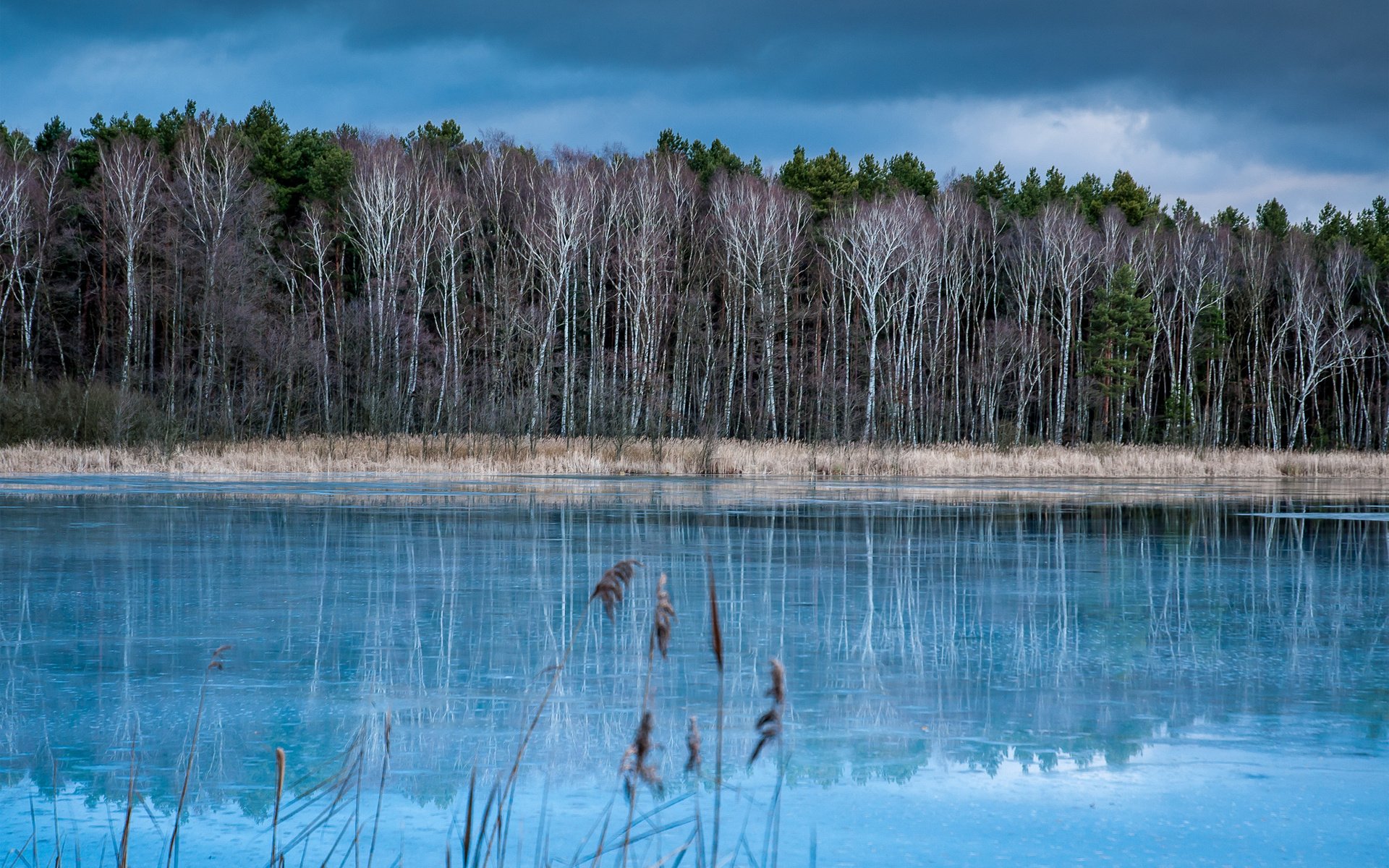 HD Nature Reflection: Serene Forest Mirror View | 1920x1200 | Wallpaper ...
