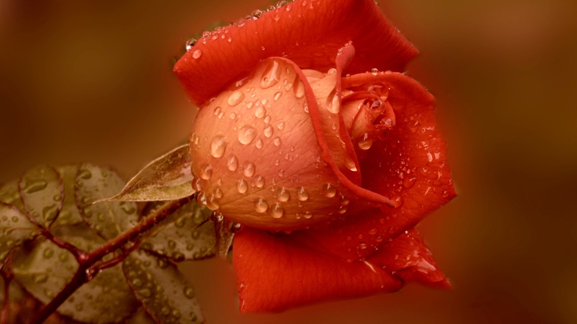 Download Nature Rose HD Wallpaper