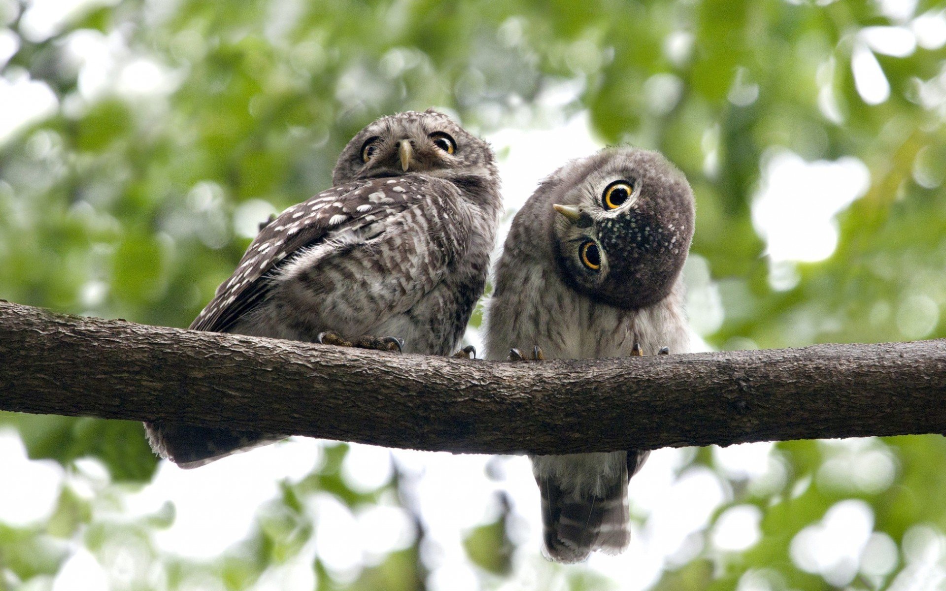 Charming Owls in HD Wallpaper | 1920x1200 | Wallpaper Abyss