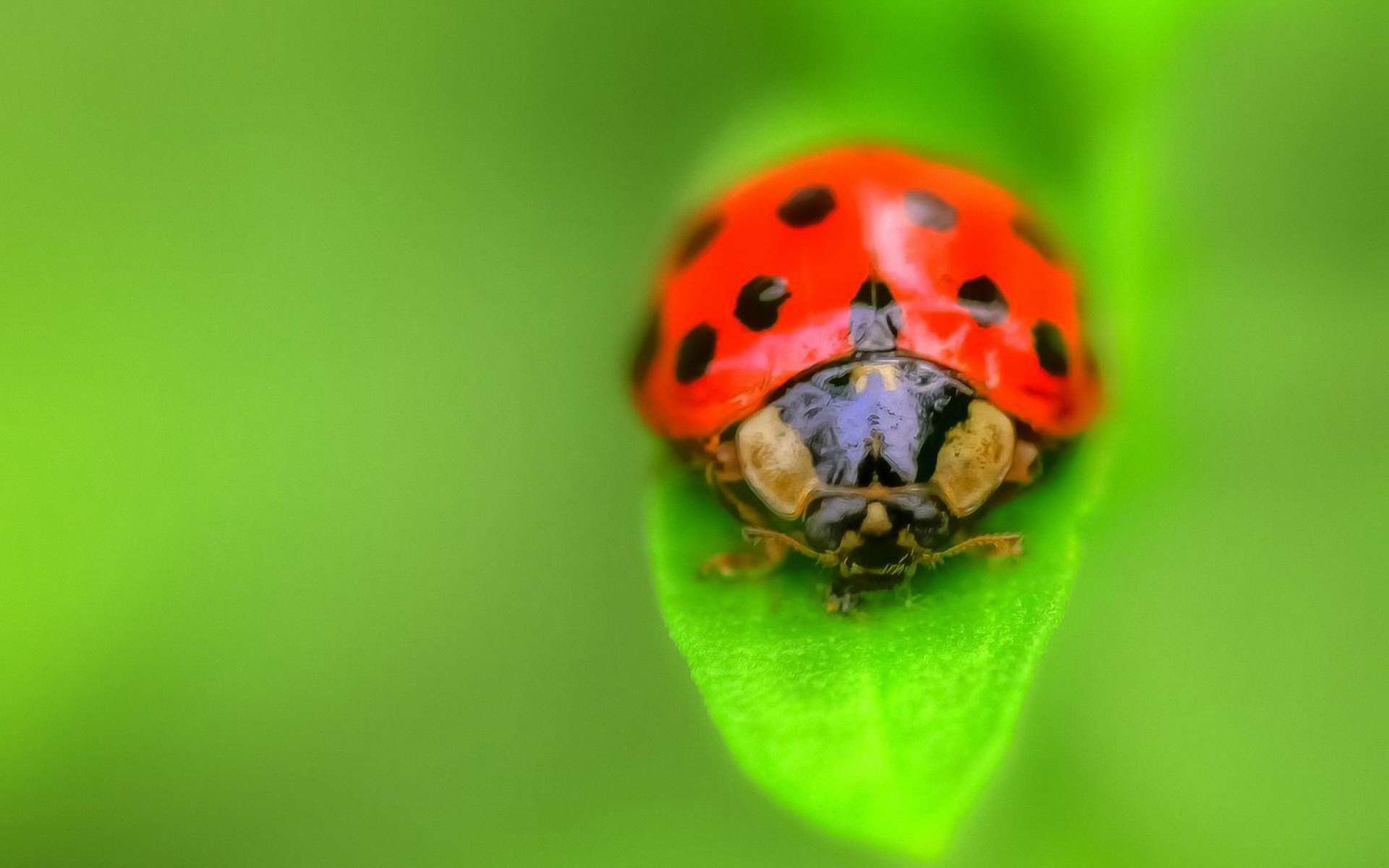 Download Animal Ladybug HD Wallpaper