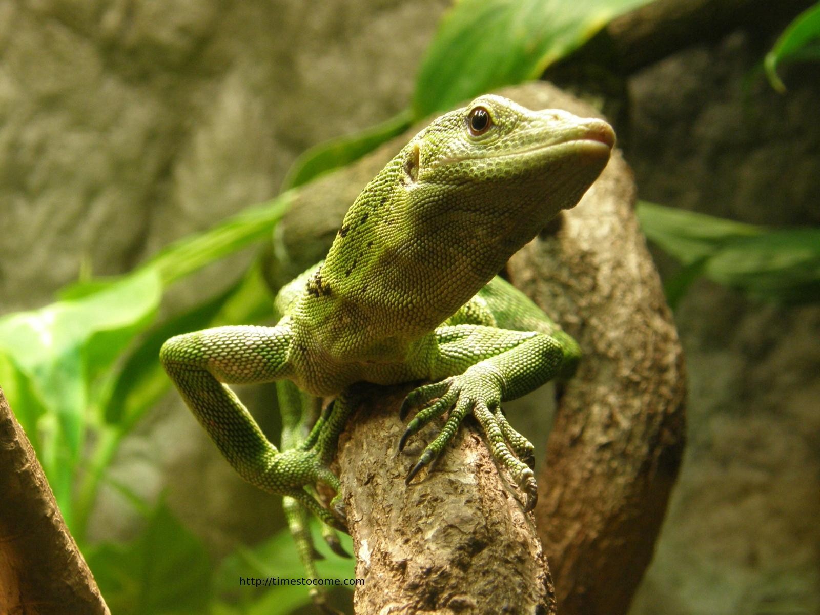 Download Animal Lizard Wallpaper