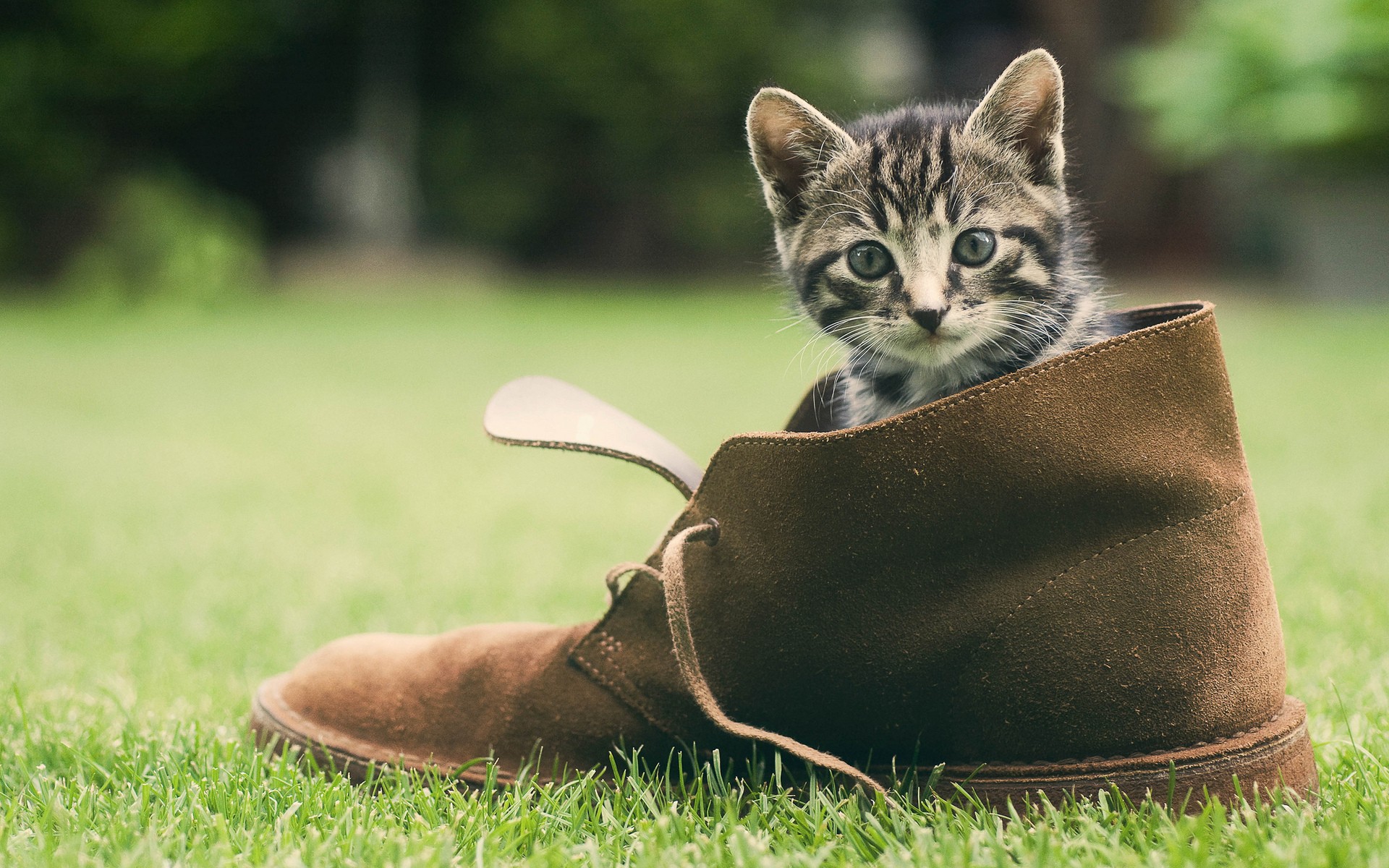 Charming Cat in Boot - HD Wallpaper