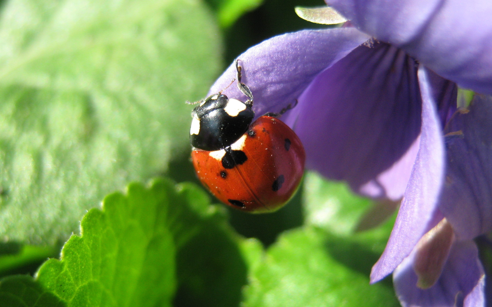 Download Animal Ladybug HD Wallpaper