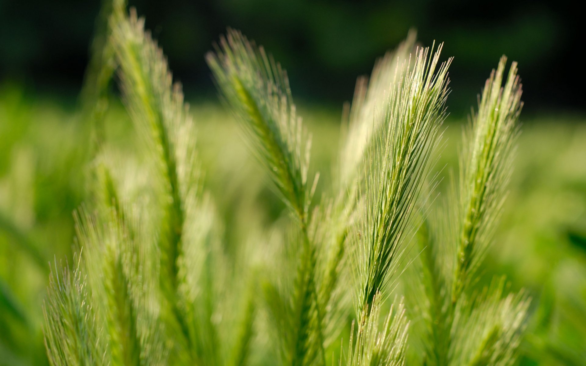 Golden Wheat Breeze — 2K Quad HD Nature Wallpaper | 2560x1600 ...