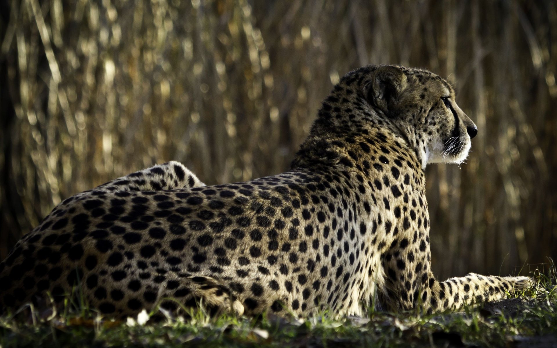 Download Animal Cheetah HD Wallpaper
