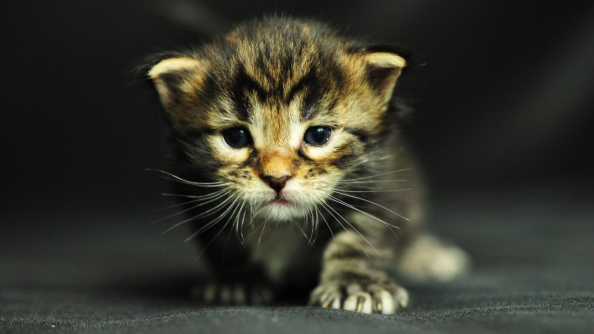 Adorable Kitten HD Wallpaper – Perfect Animal Charm | 1920x1080 ...