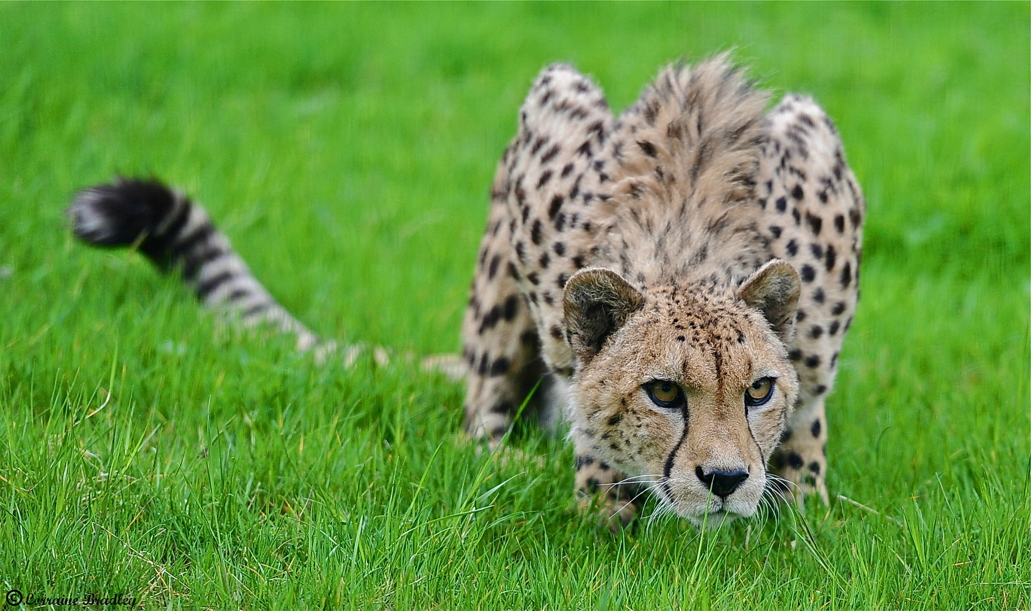 Majestic Cheetah Ready to Pounce – Stunning HD Wildlife Wallpaper
