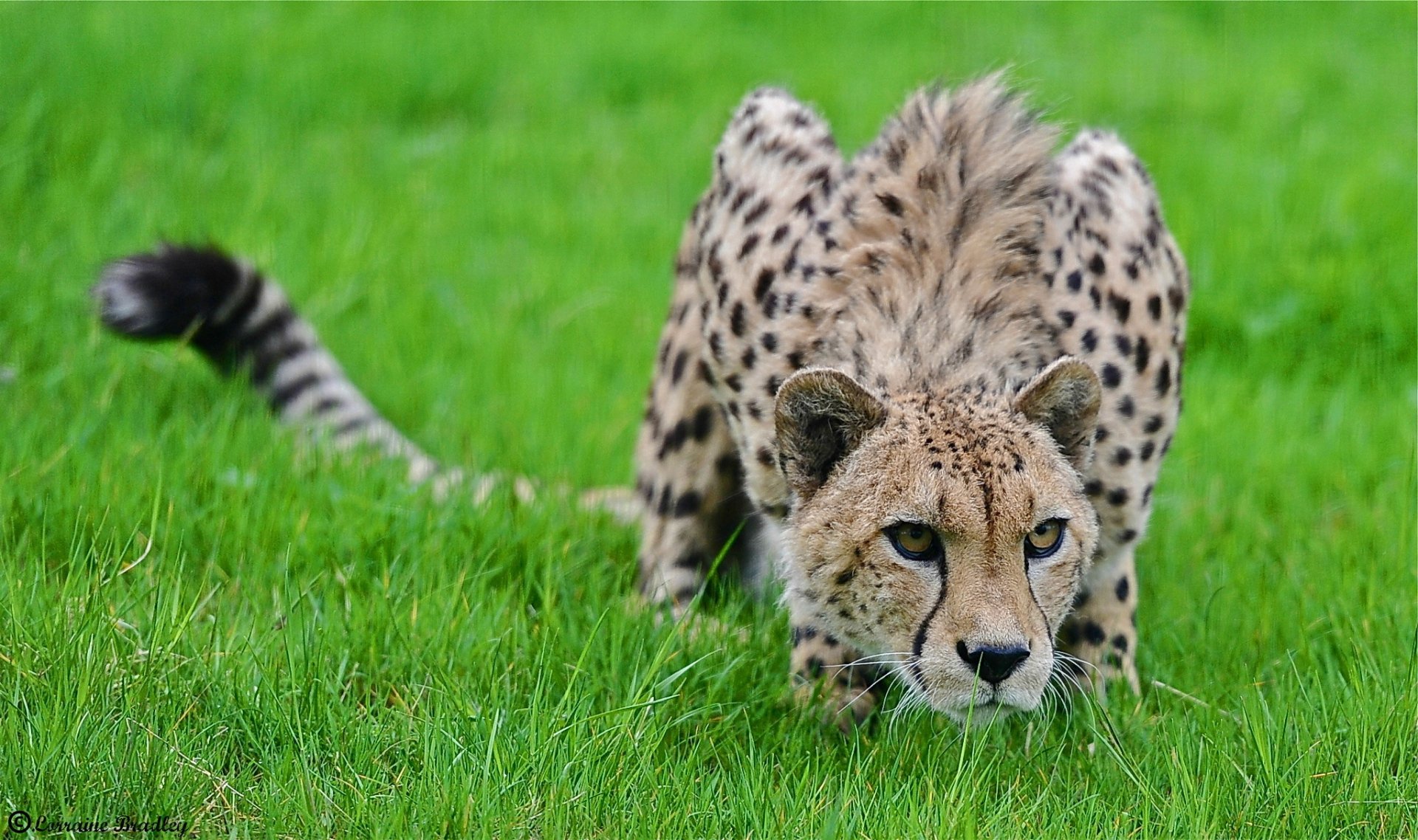 Majestic Cheetah Ready to Pounce – Stunning HD Wildlife Wallpaper