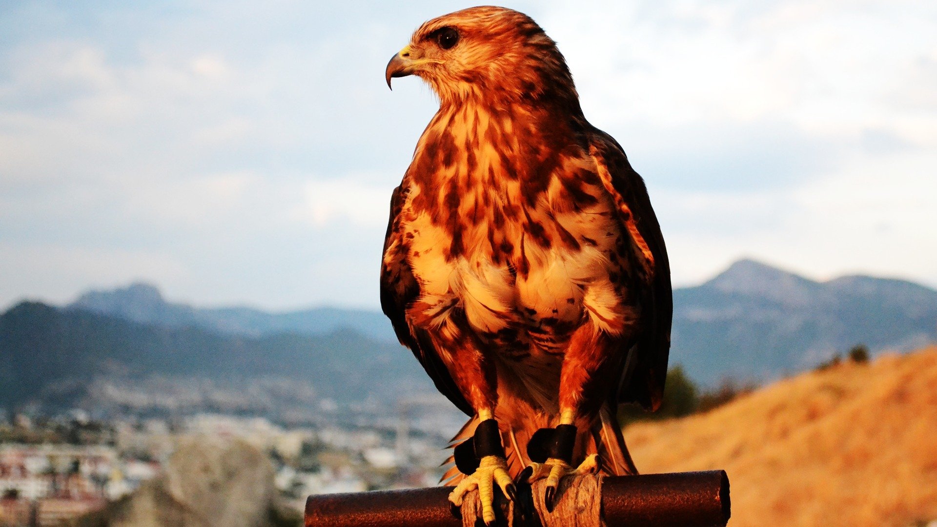 Hawk Hd Desktop Wallpaper Hawk Wallpapers Top Free Hawk Backgrounds