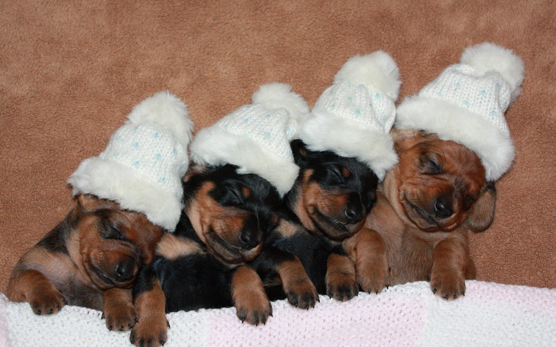 Cozy Canine Cuddles: Adorable Puppies in Winter Hats HD Wallpaper