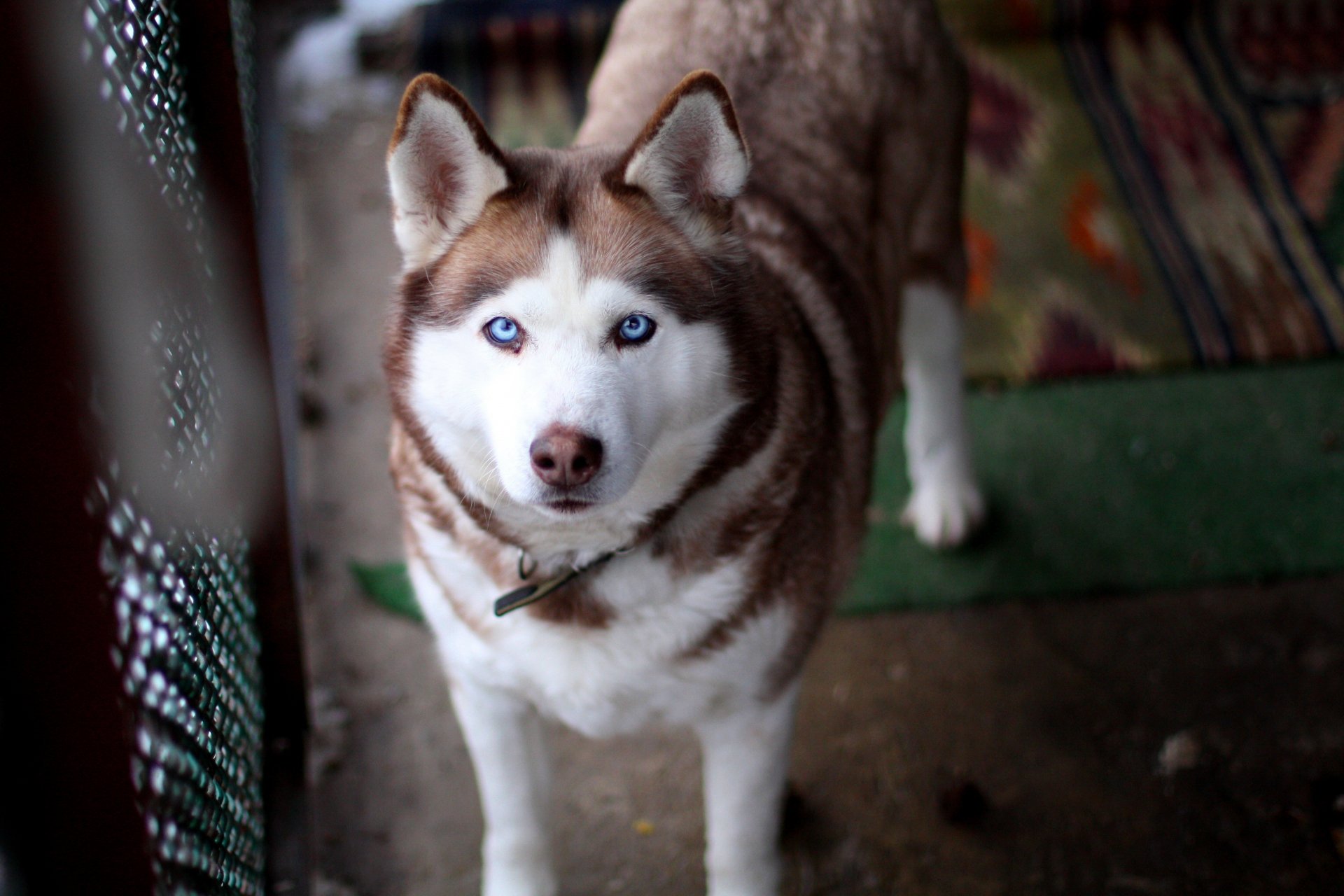 4K Ultra HD Husky: Majestic Blue-Eyed Animal Portrait | 4272x2848 ...