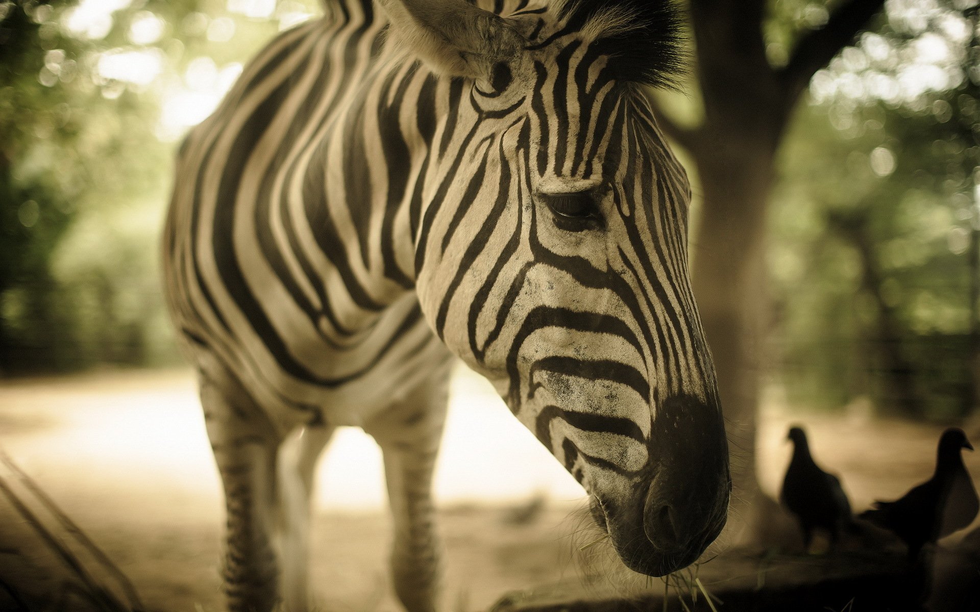 Zebra Desktop Hd High Definition Wallpapers Amazing