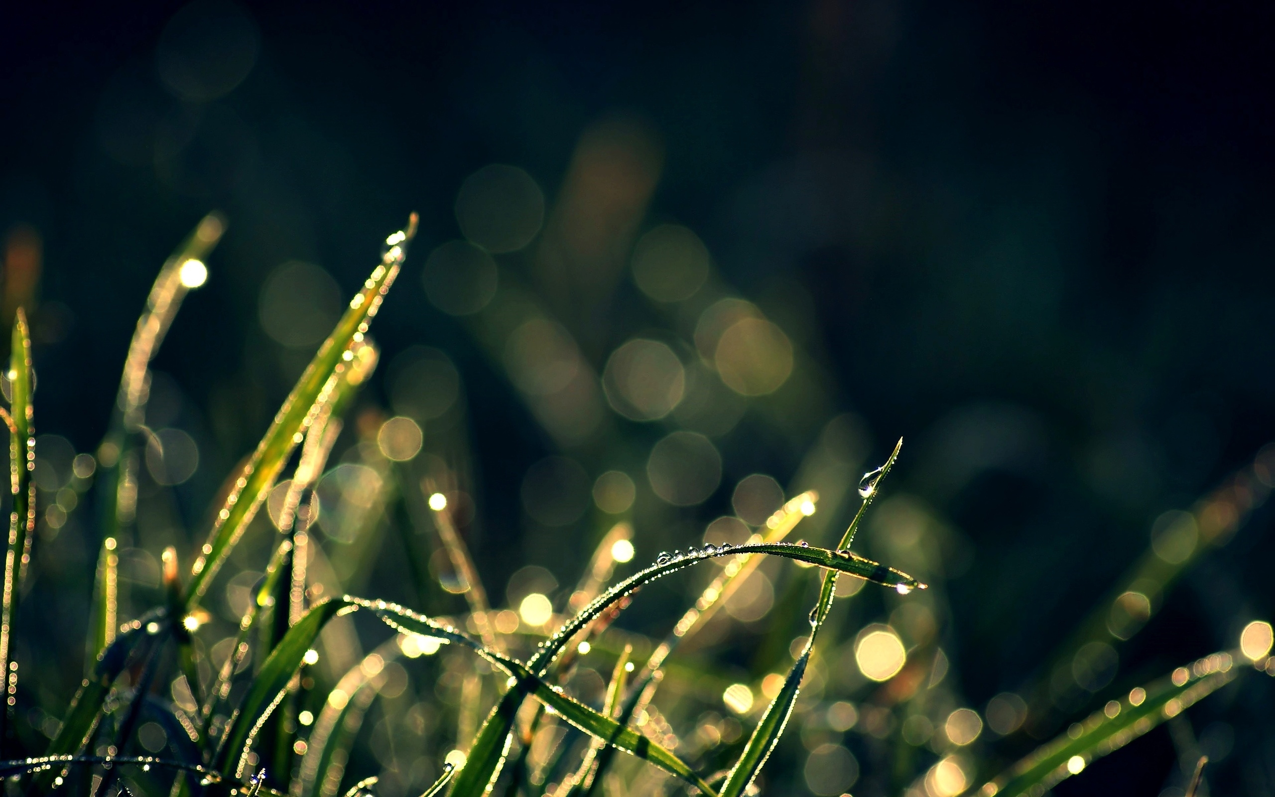 Download Nature Grass HD Wallpaper