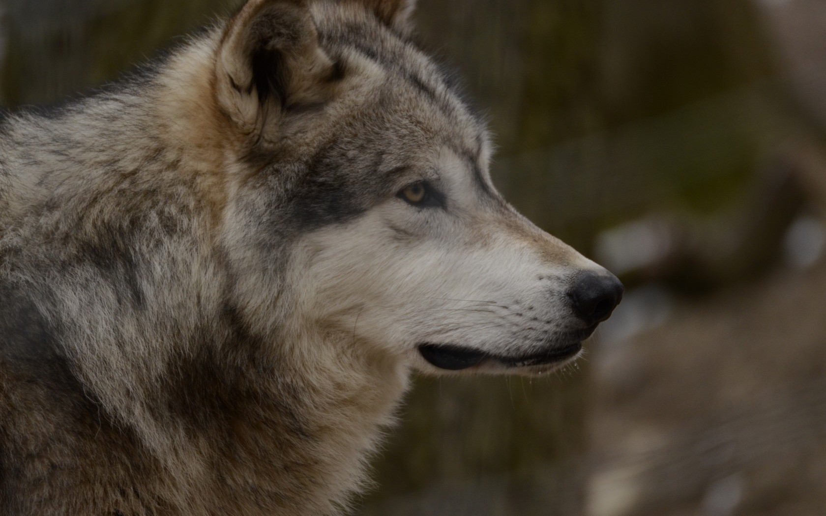 Download Animal Wolf Wallpaper