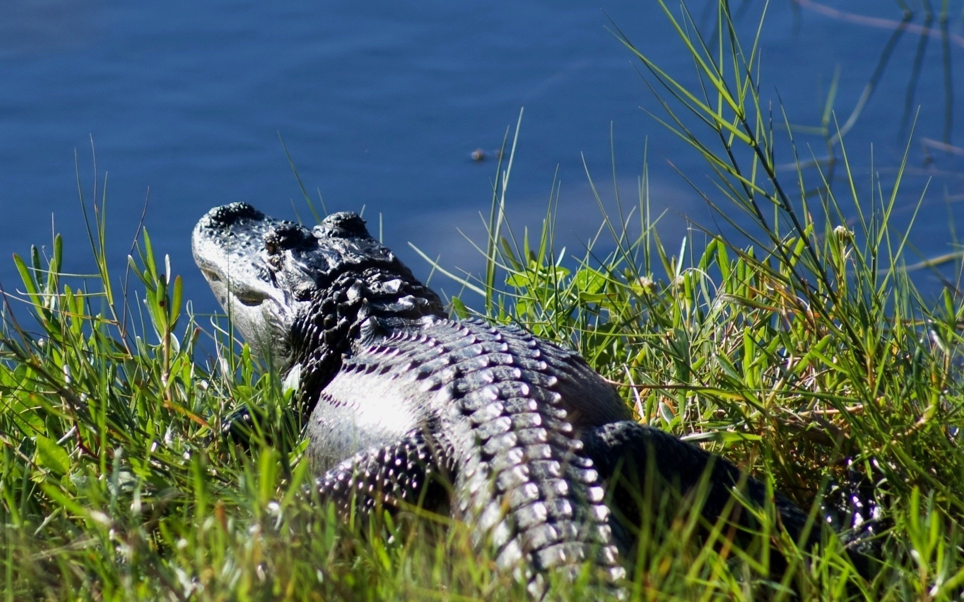 Download Animal Crocodile HD Wallpaper | 1920x1200 | Wallpaper Abyss