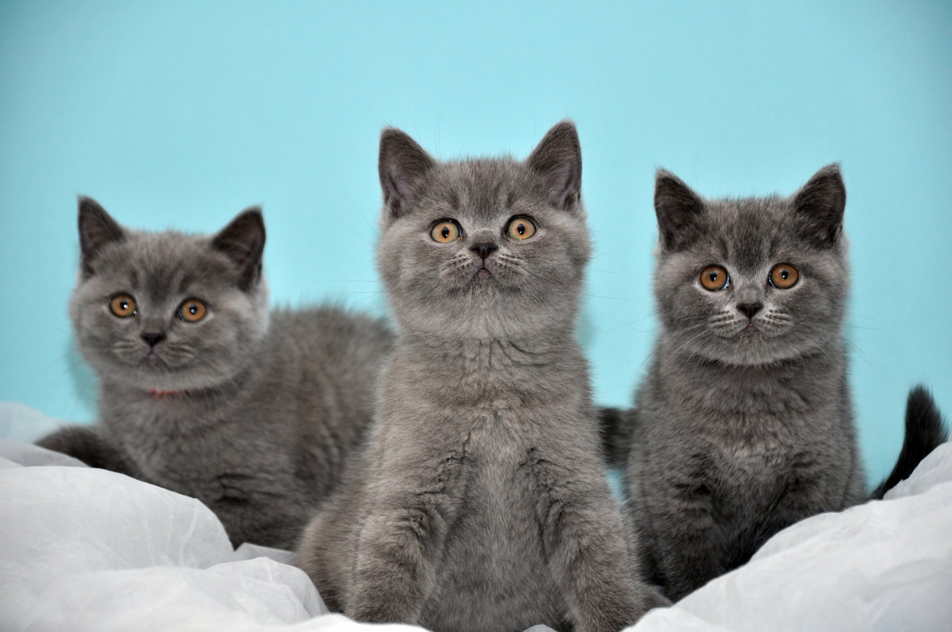 Charming Gray Kittens - HD Wallpaper