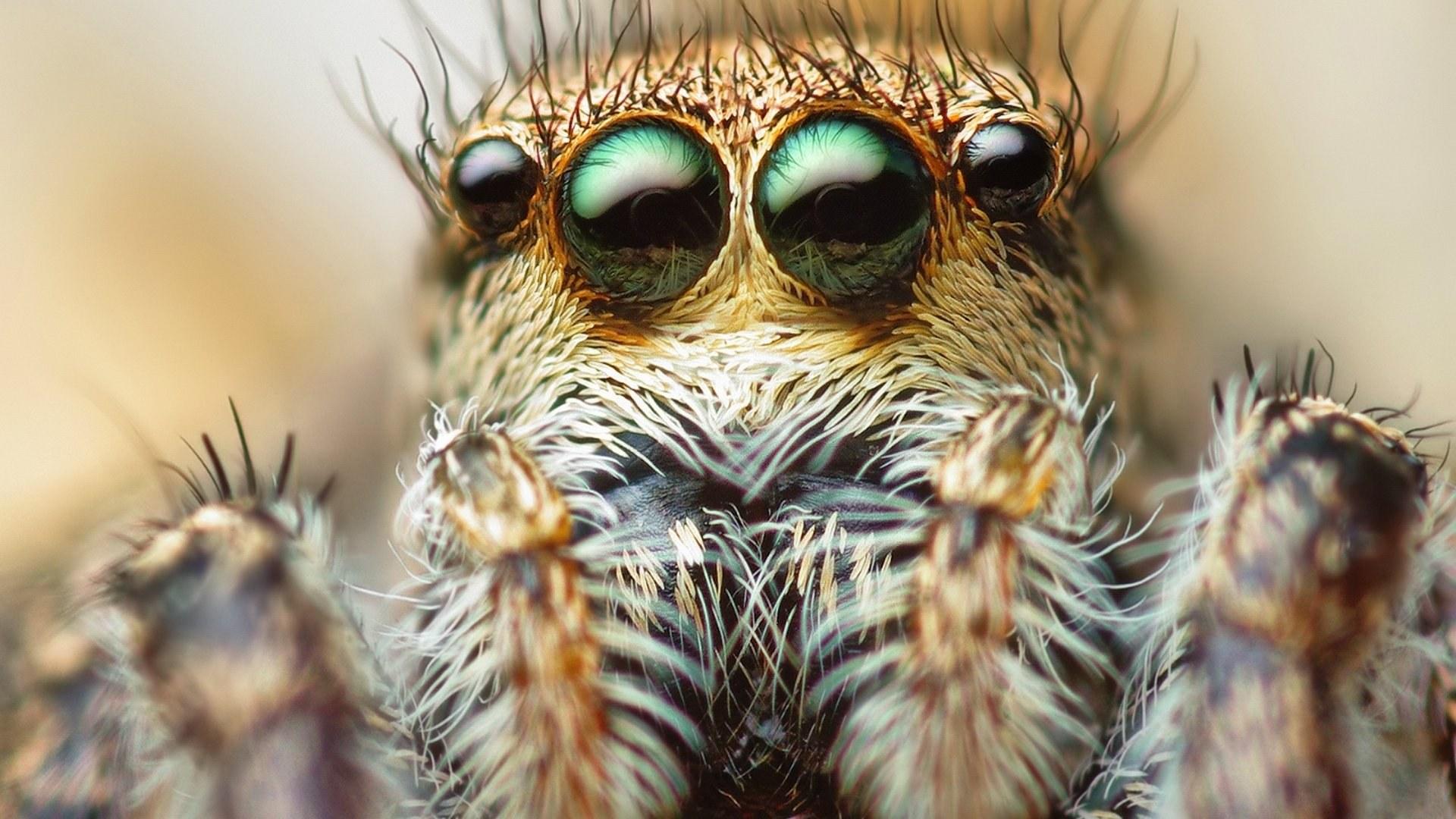 Download Jumping Spider Animal Spider HD Wallpaper