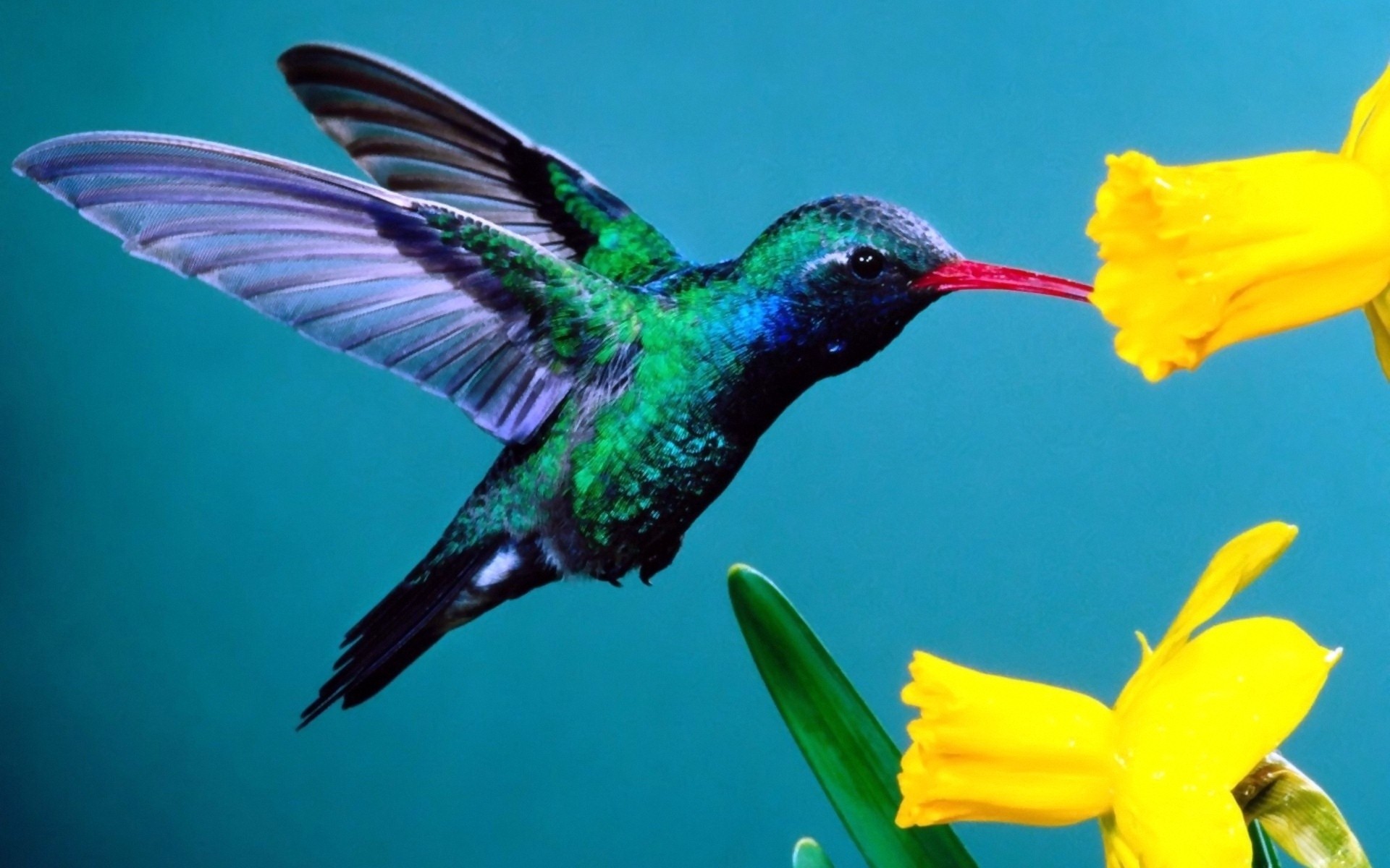 Colorful Hummingbird Desktop Wallpaper Humming Bird Amazing Hd