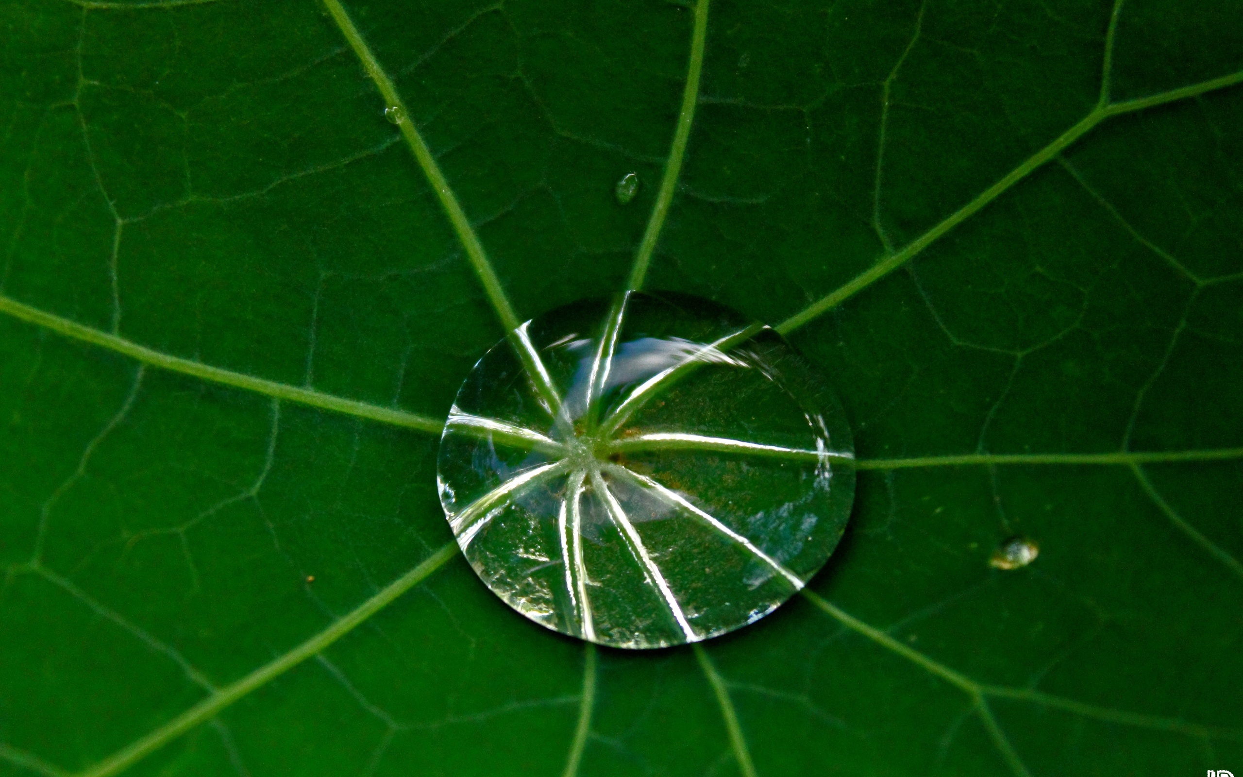 Download Nature Water Drop HD Wallpaper