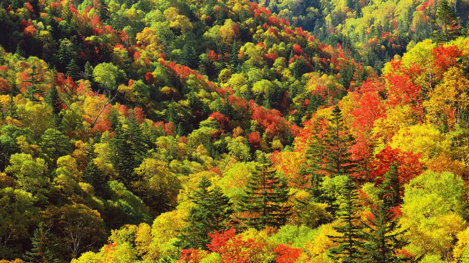Vibrant Fall Forest HD Wallpaper: A Stunning Nature Escape