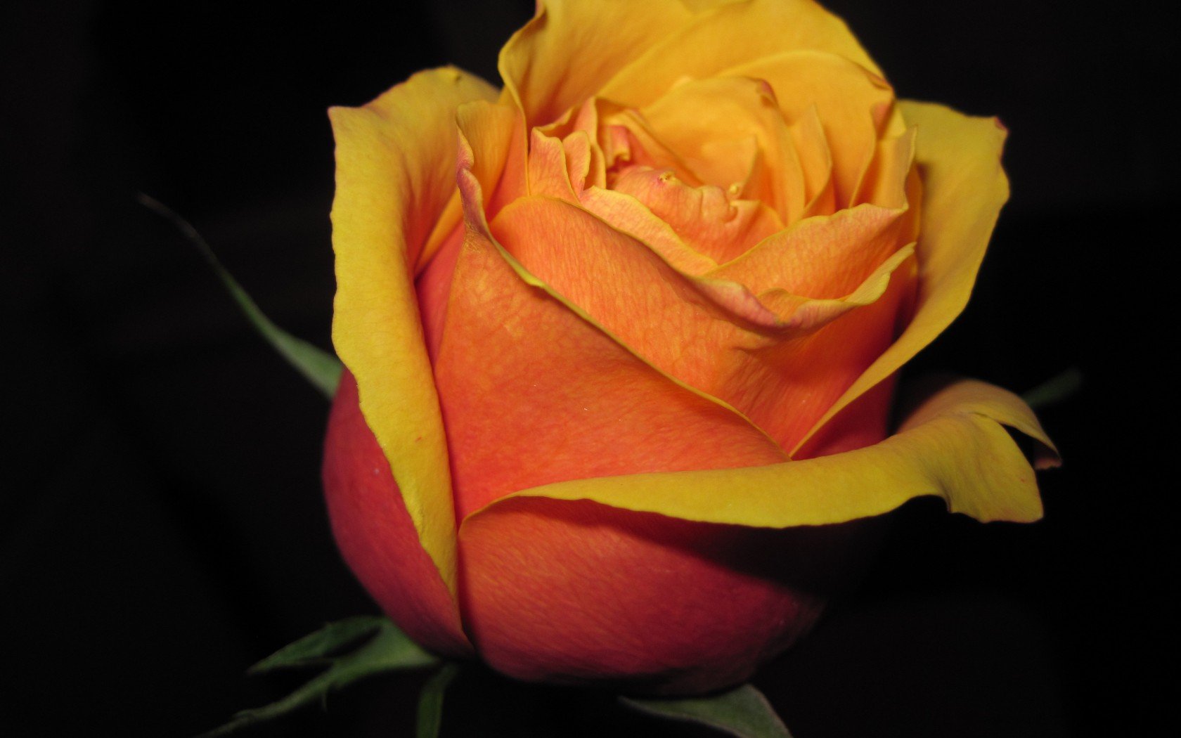 Nature Rose Wallpaper