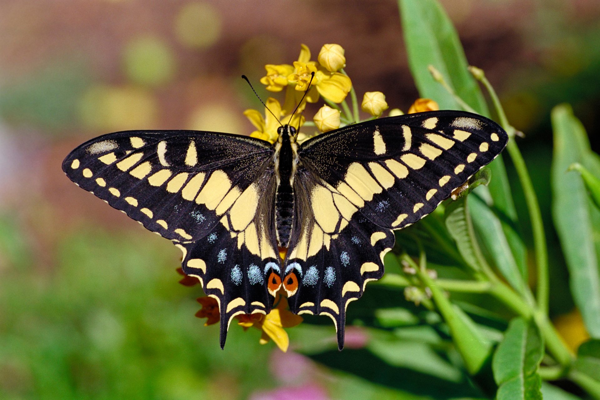 Swallowtail Splendor — 2K Quad HD Butterfly Wallpaper | 3150x2100 ...