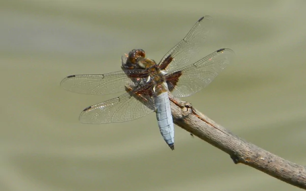 [30+] Dragonfly 4k Wallpapers