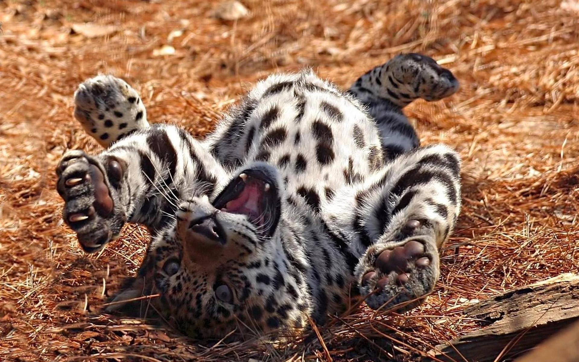 Lurking Leopard Wallpapers Pictures