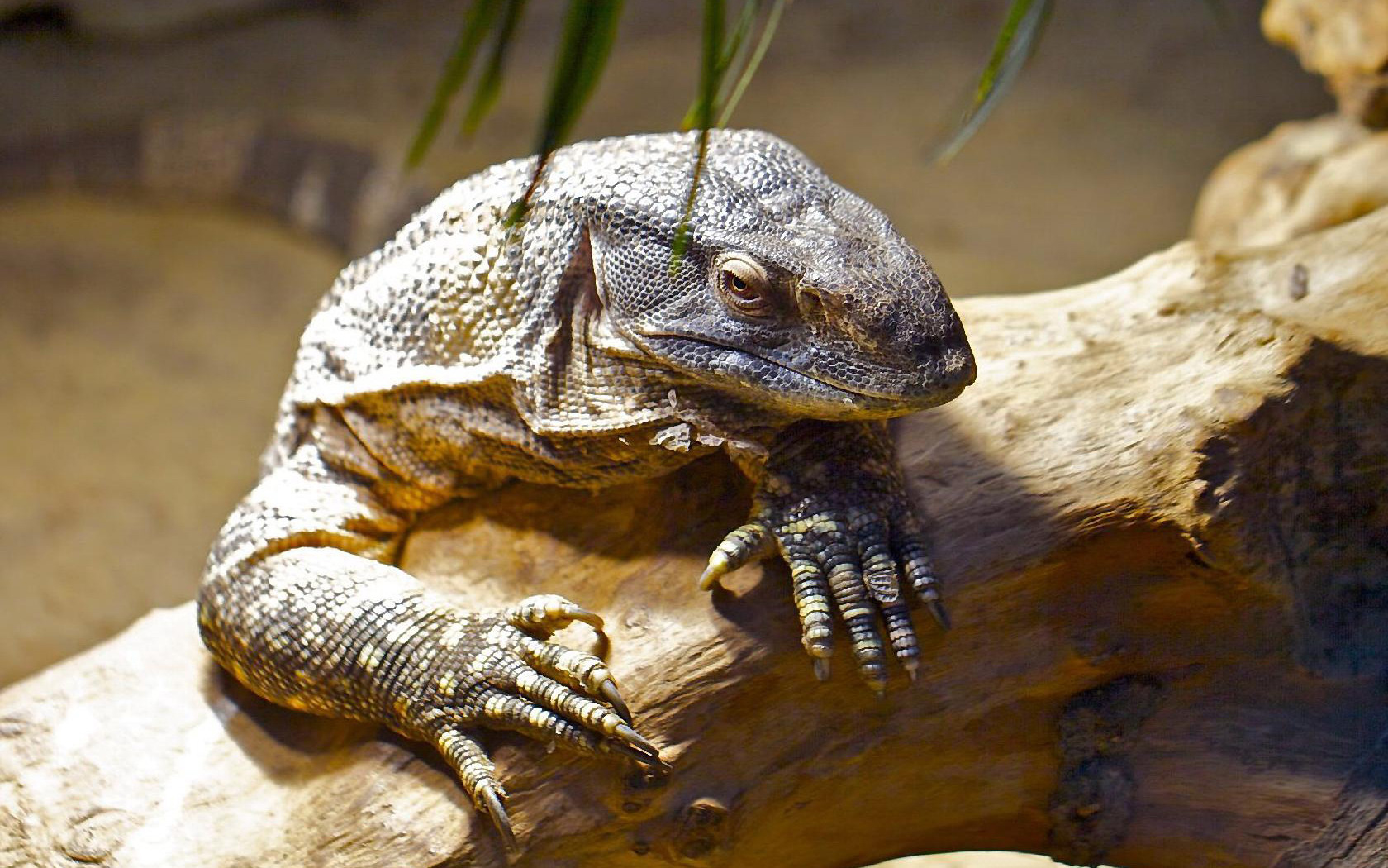 Download Animal Lizard Wallpaper