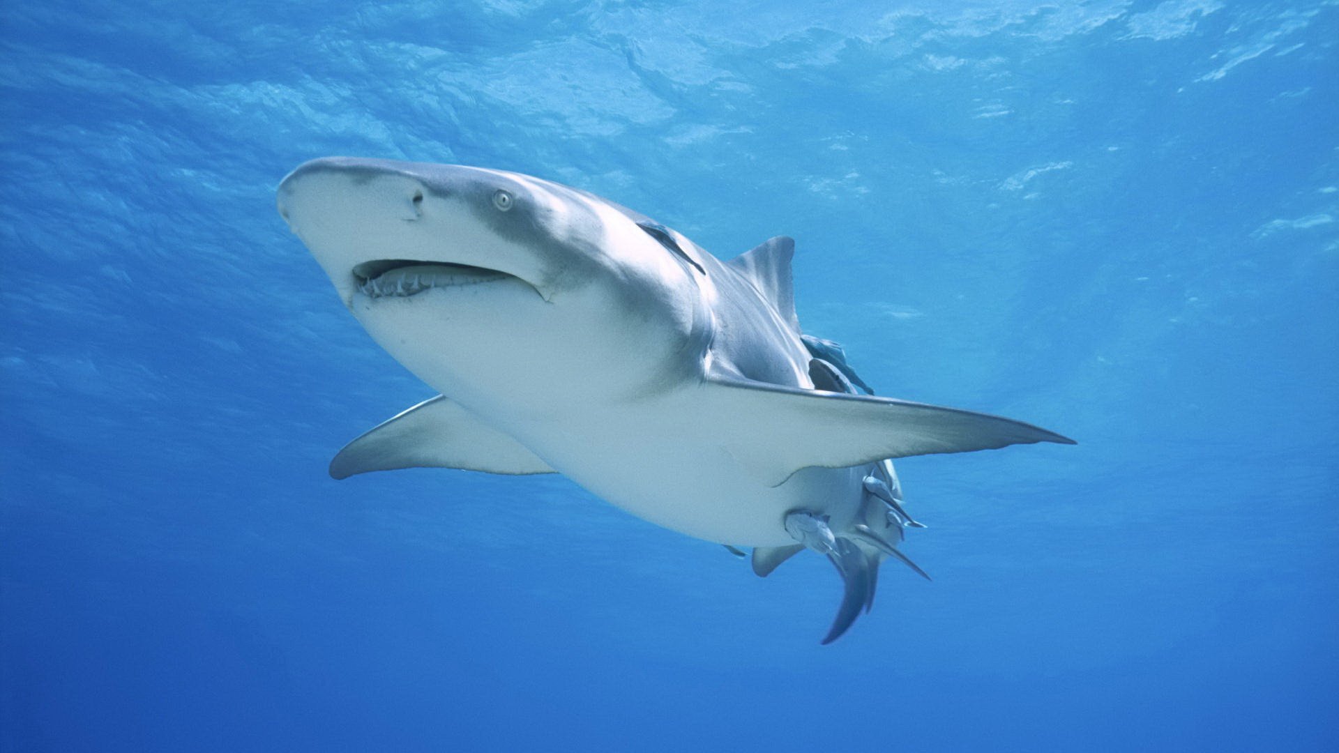 Stunning Shark HD Wallpaper Underwater Adventure