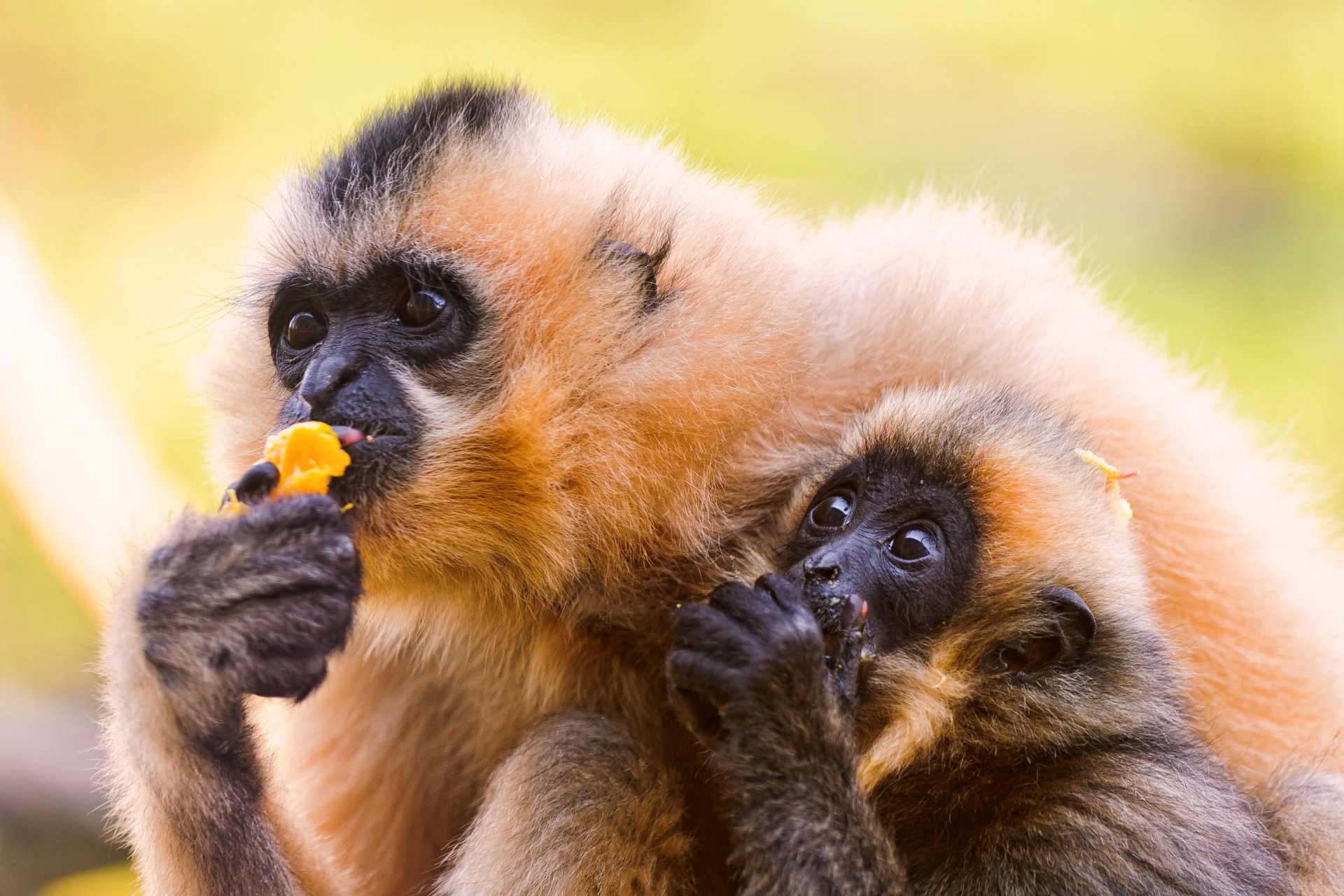 Download Animal Monkey HD Wallpaper