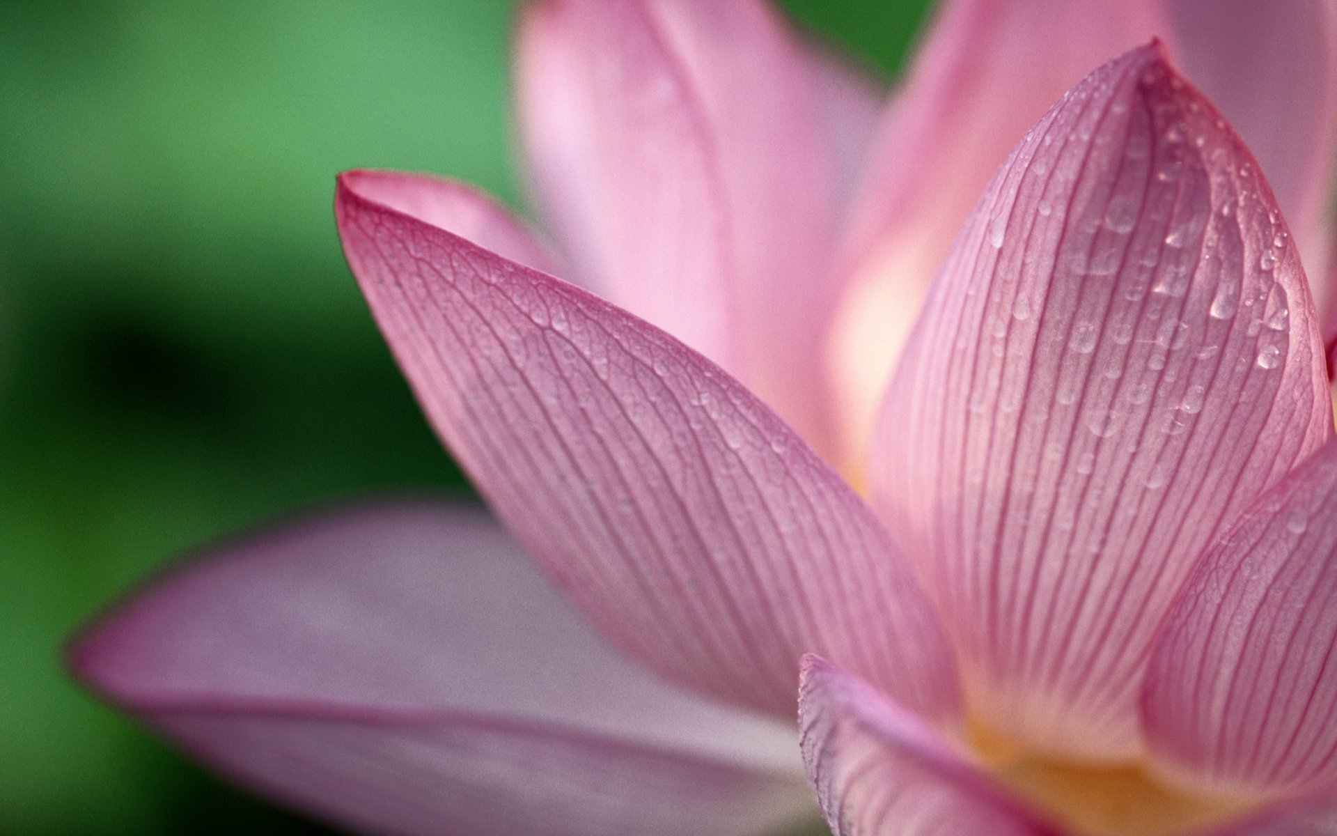 Serene Lotus Blossom - HD Wallpaper of Nature's Beauty