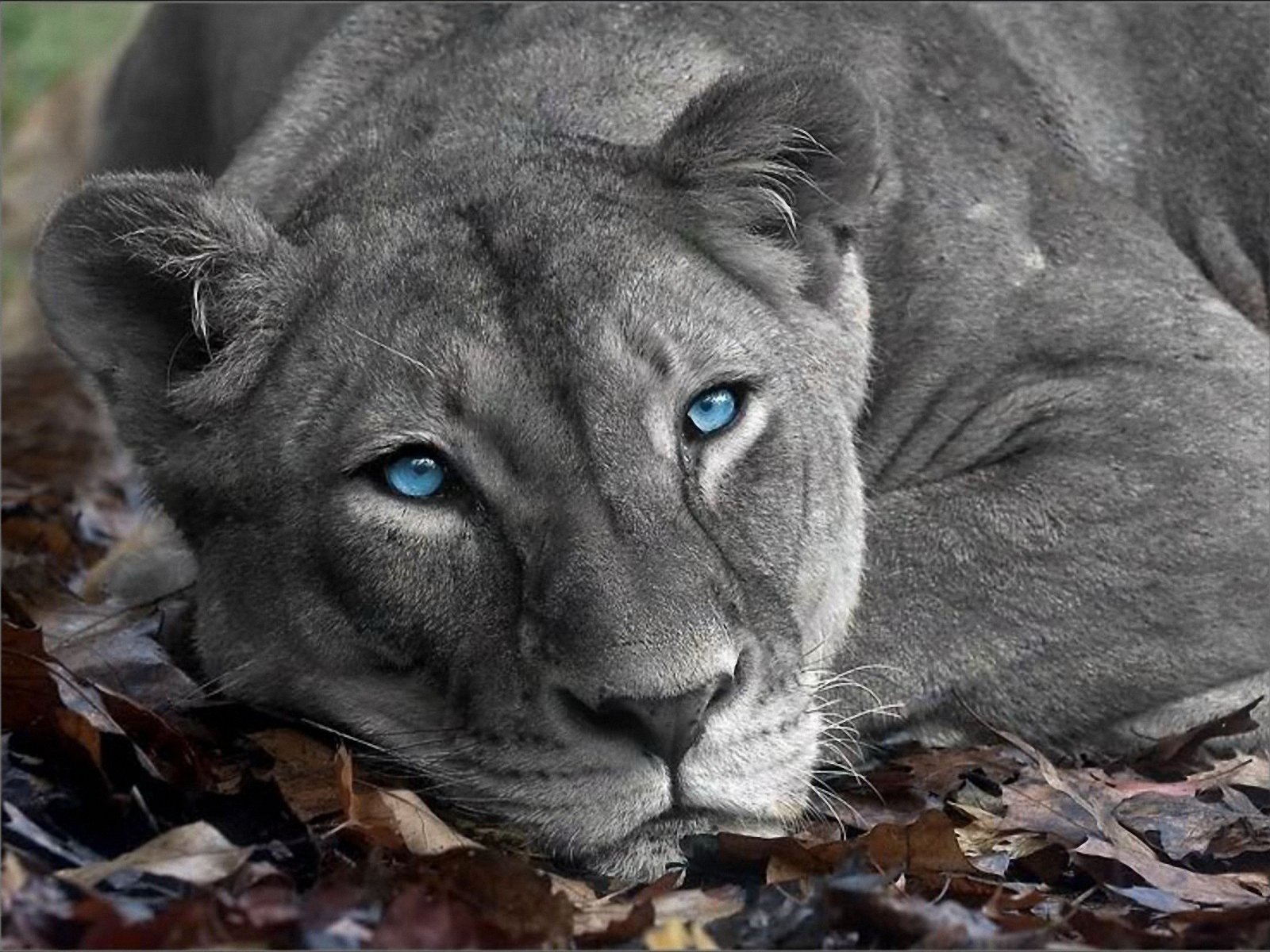 Silver Gaze: Azure-Eyed Lion HD Wallpaper | 1600x1200 | Wallpaper Abyss