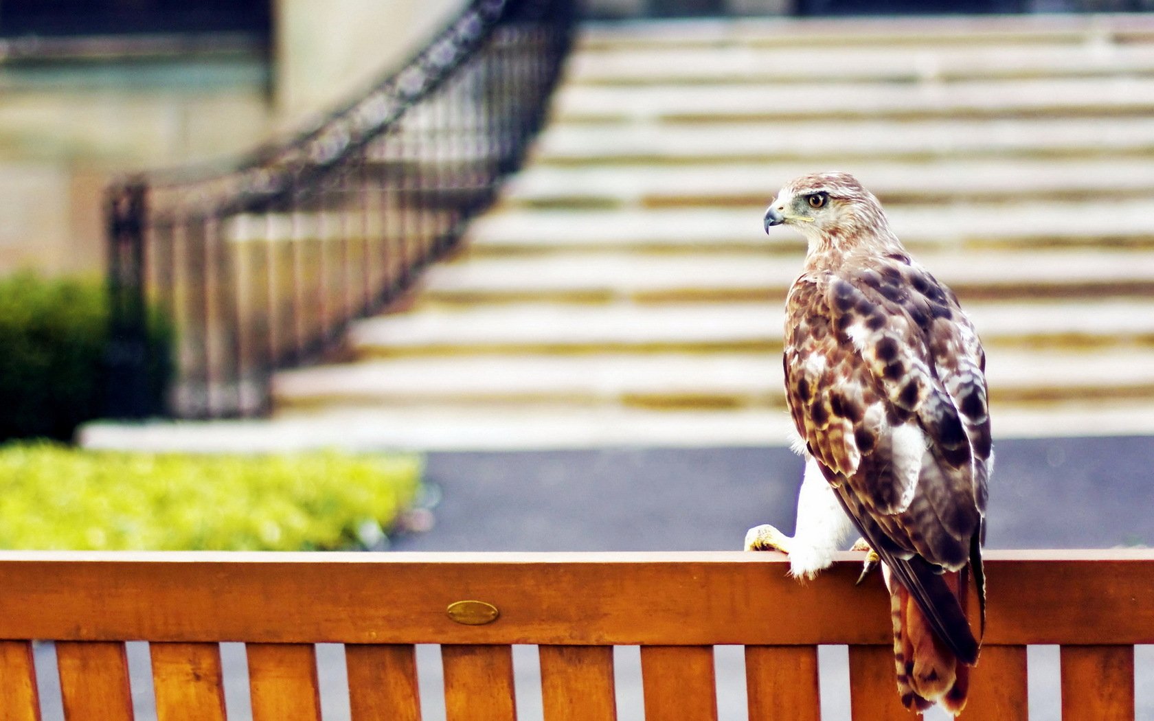 Download Animal Hawk Wallpaper