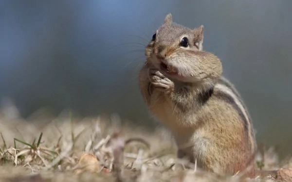 Charming Chipmunk: A Stunning HD Wallpaper