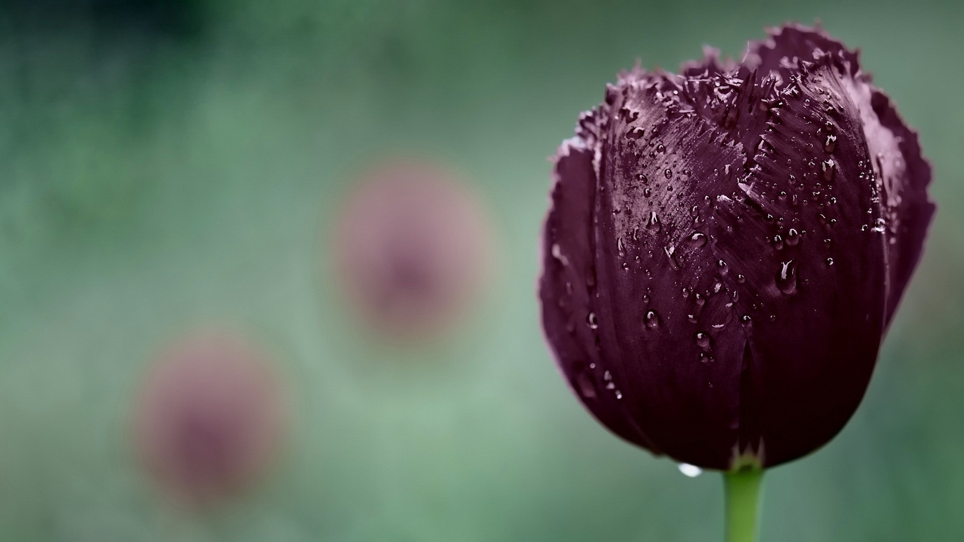 Download Flower Nature Tulip HD Wallpaper