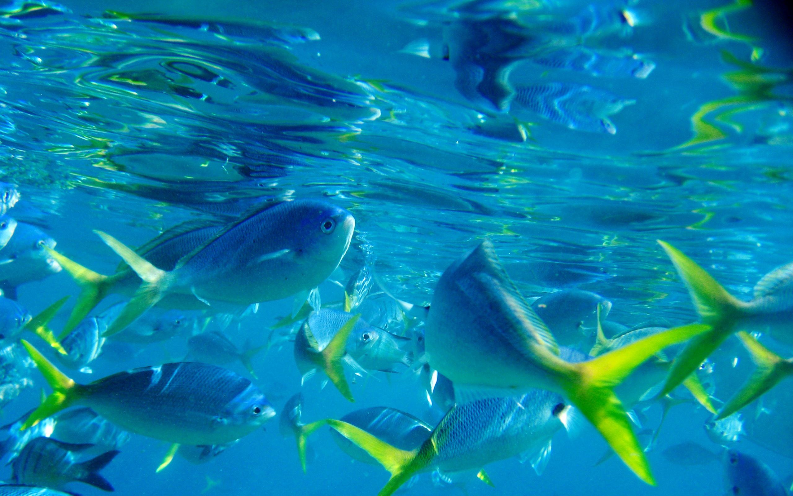 Download Animal Fish HD Wallpaper