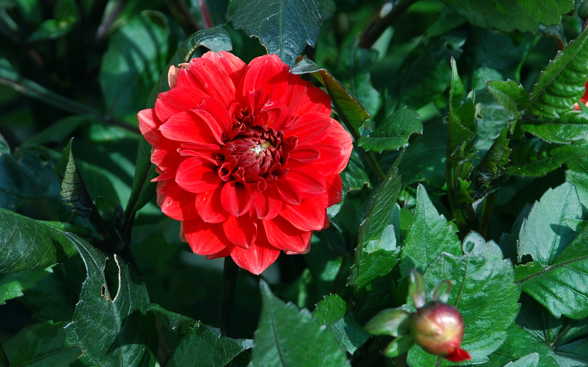 Moril-dhalia rouge by Moril