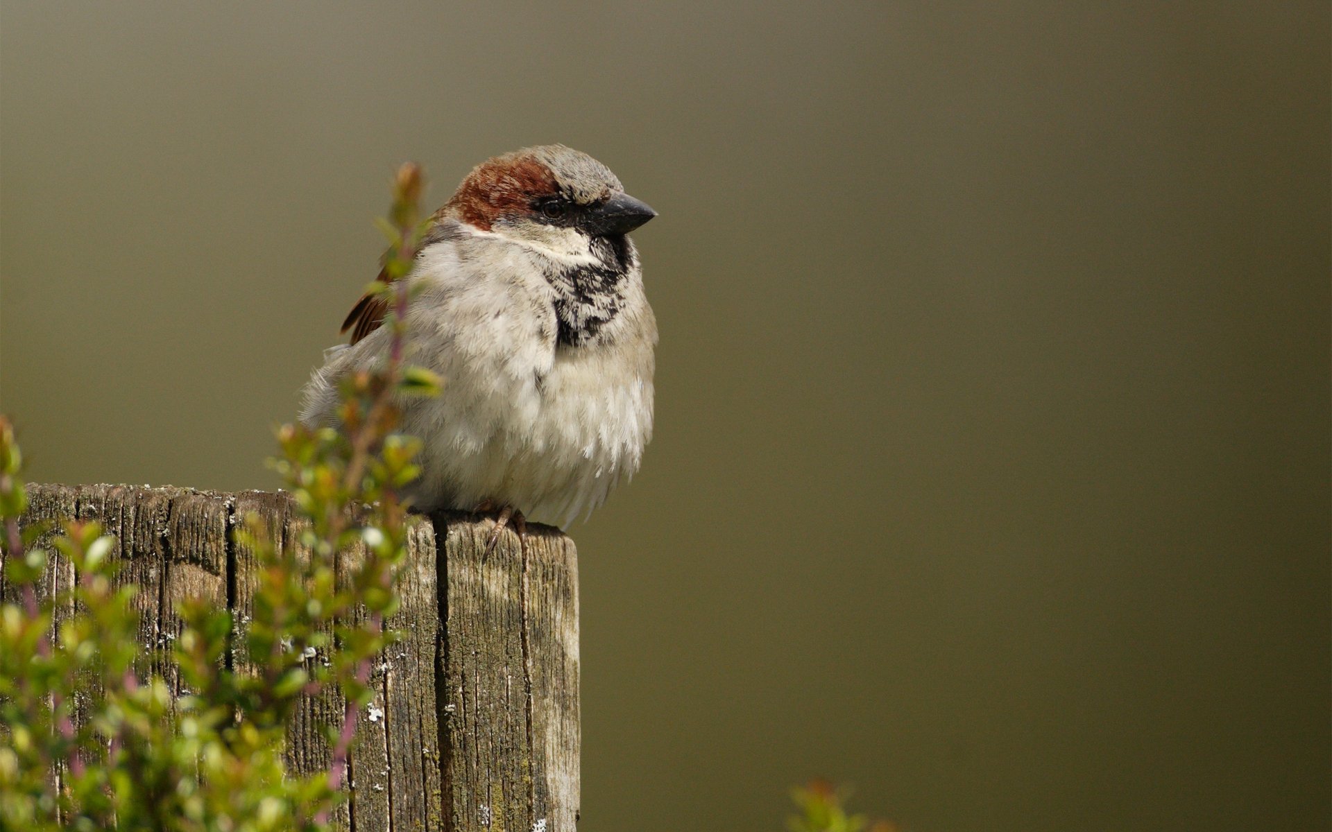 Serene Sparrow: HD Bird Wallpaper in Natural Splendor | 1920x1200 ...