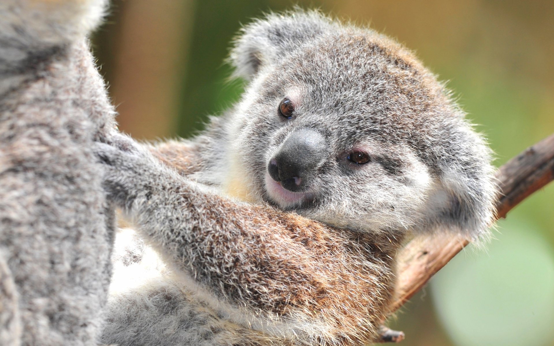 HD Koala Charm: Close-Up of Adorable Tree Hugger