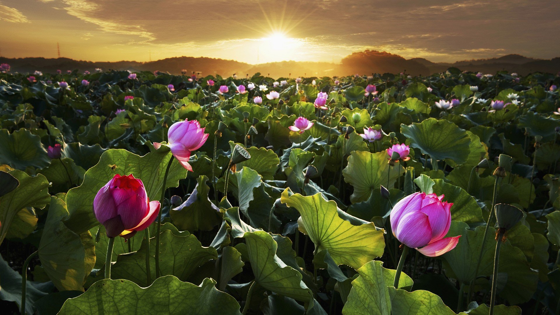 Serene Lotus Bloom HD Wallpaper: Nature’s Floral Sunrise
