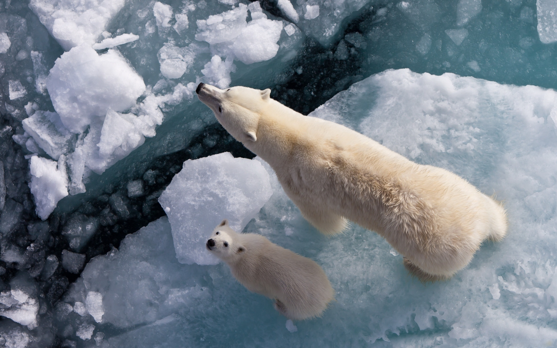 Download Animal Polar Bear HD Wallpaper