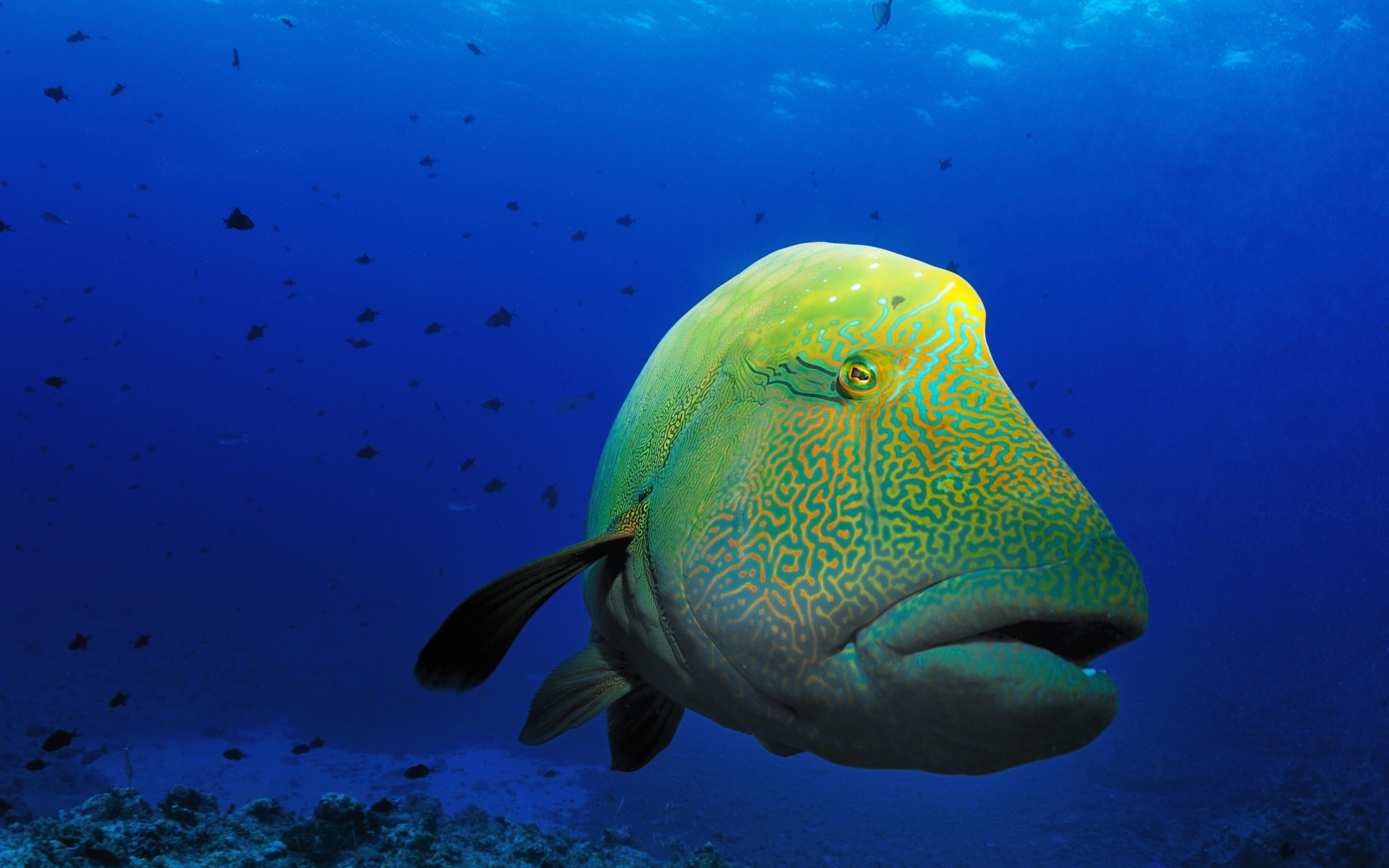 Vibrant Underwater Majesty: Stunning HD Fish Wallpaper