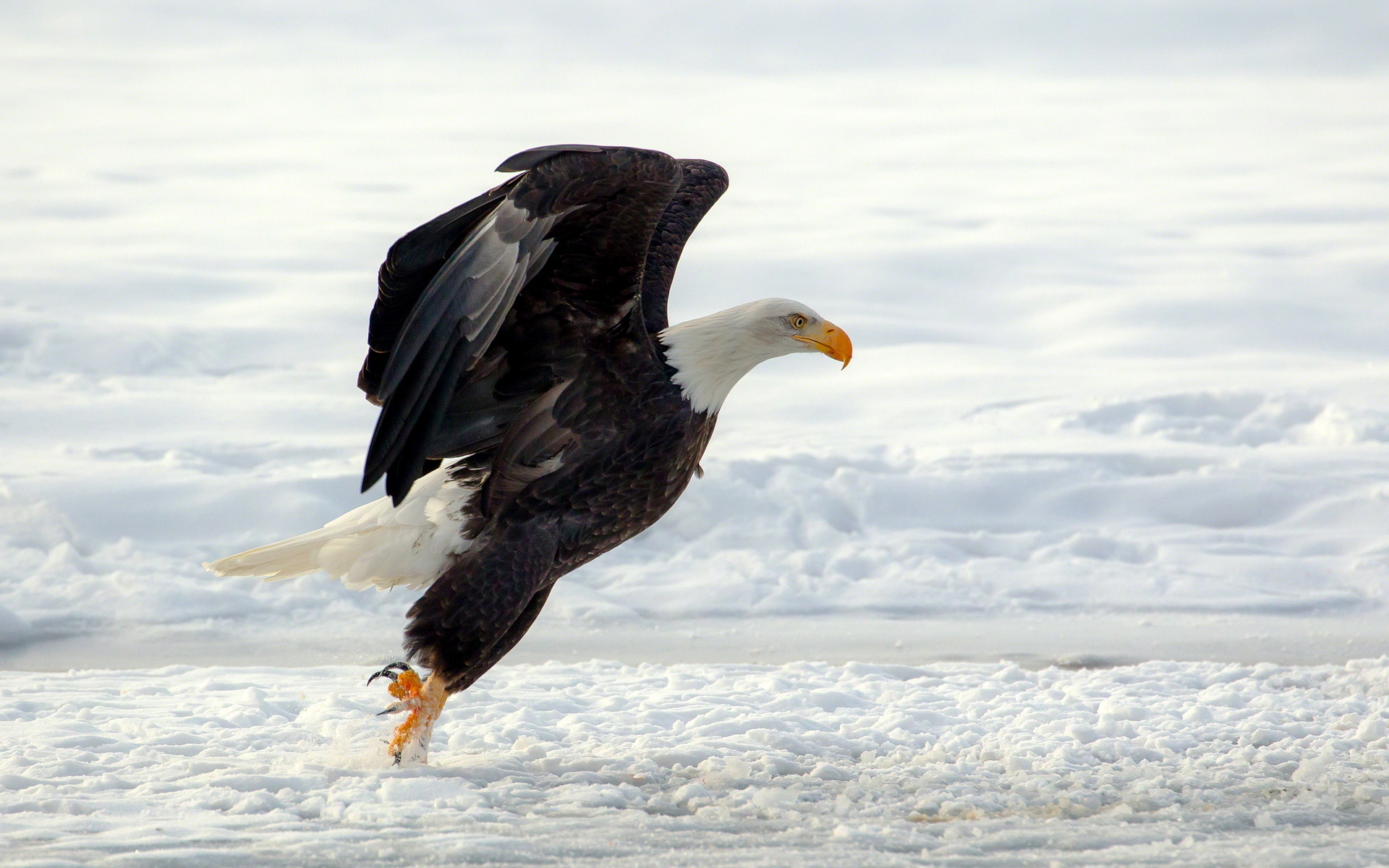 Majestic Bald Eagle HD Wallpaper