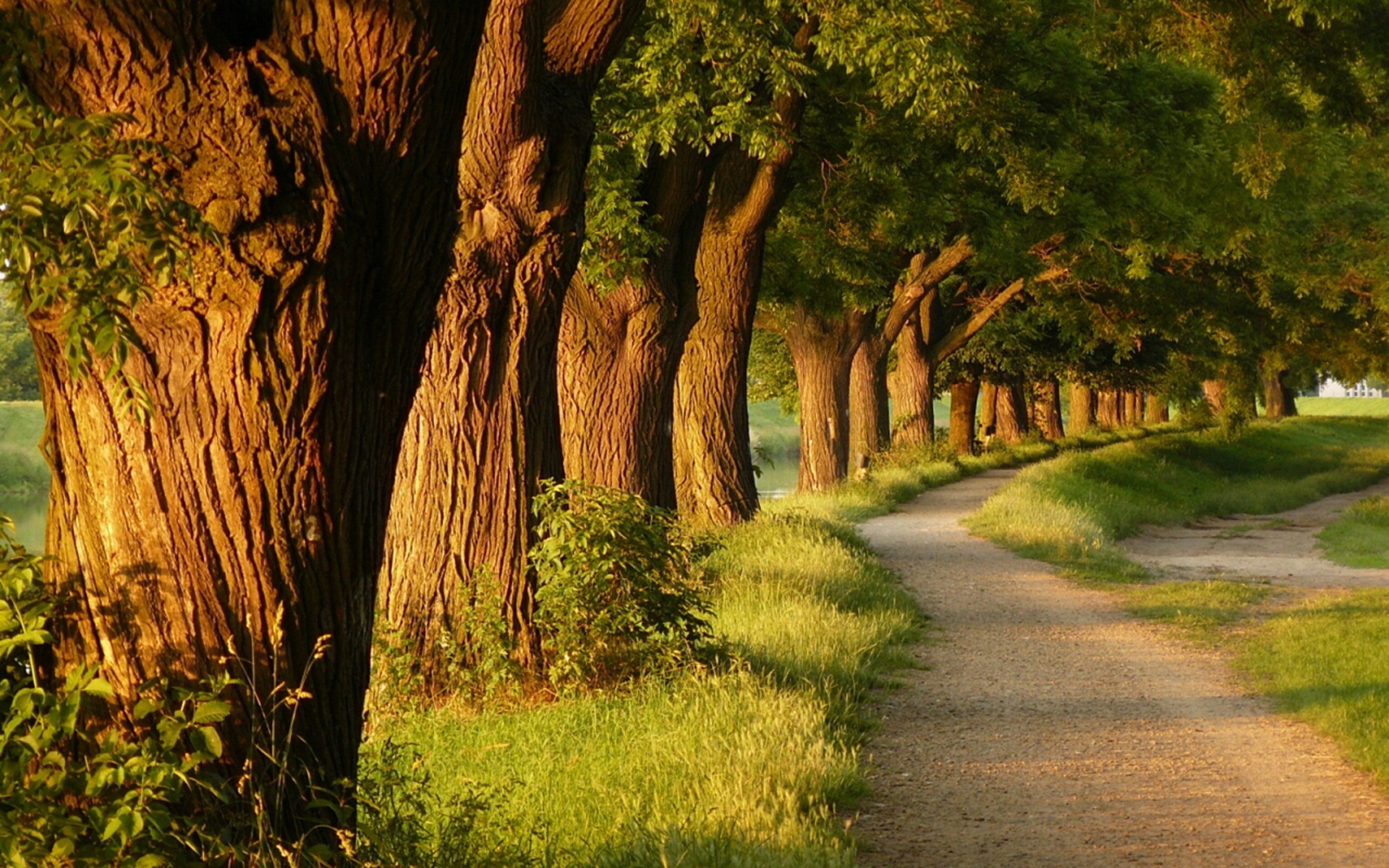 Download Nature Path HD Wallpaper