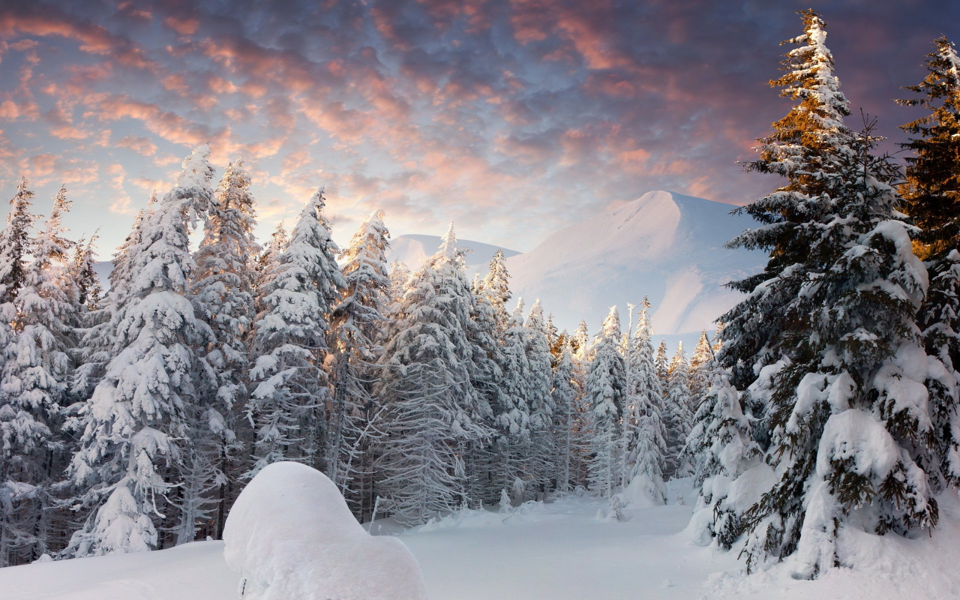 Winter Wonderland: HD Wallpaper of a Snowy Forest | 2560x1600 ...