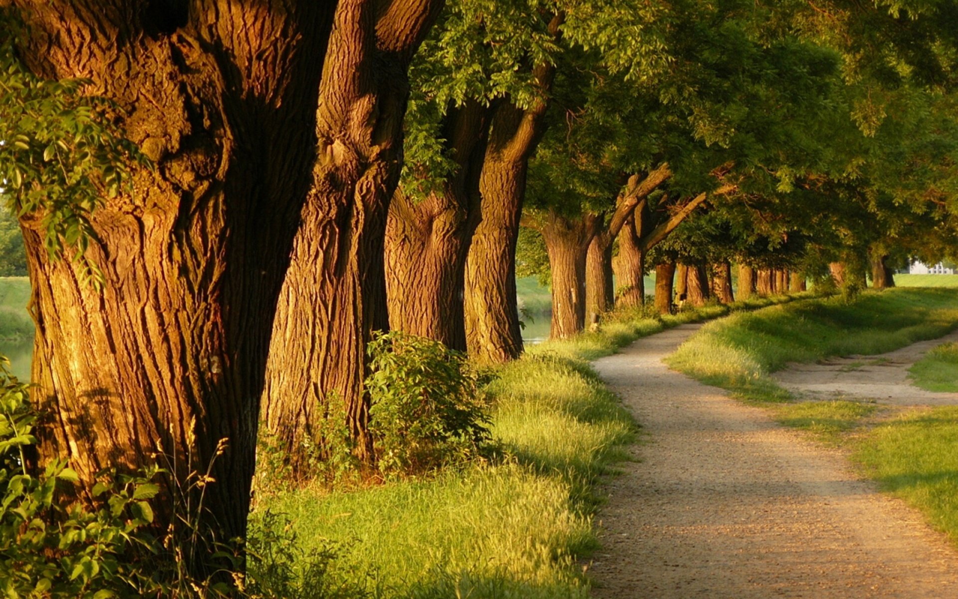 Tranquil Nature Pathway HD Wallpaper