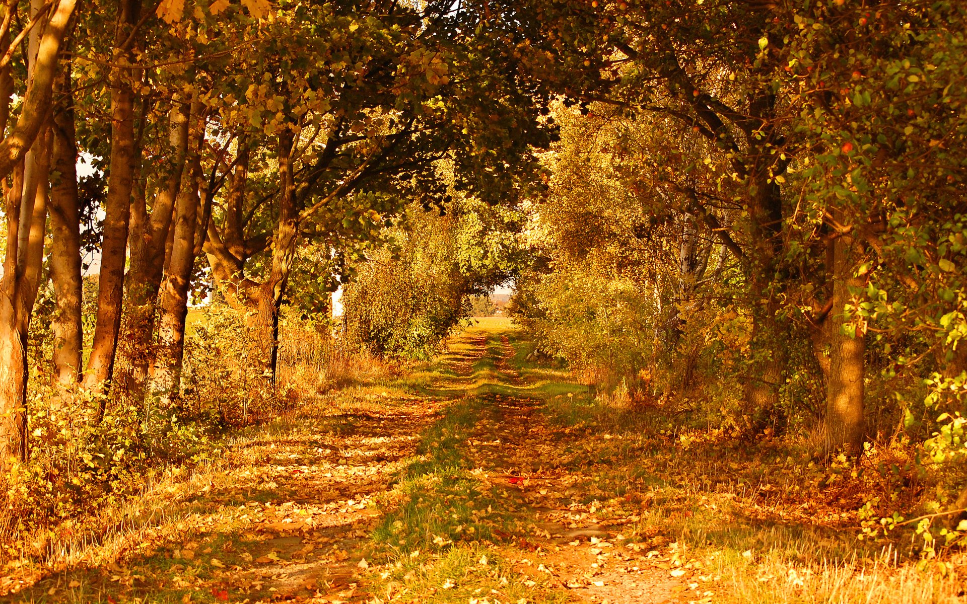 Serene Autumn Path - HD Wallpaper